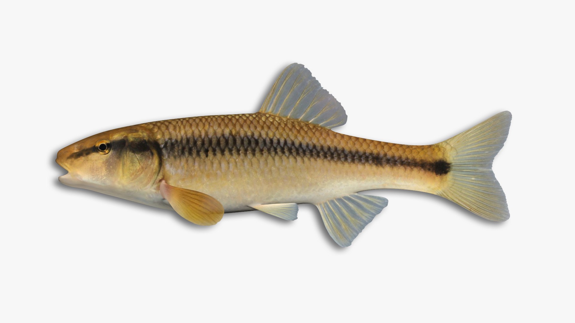 Freshwater Chub Collection 3D model - TurboSquid 1817311