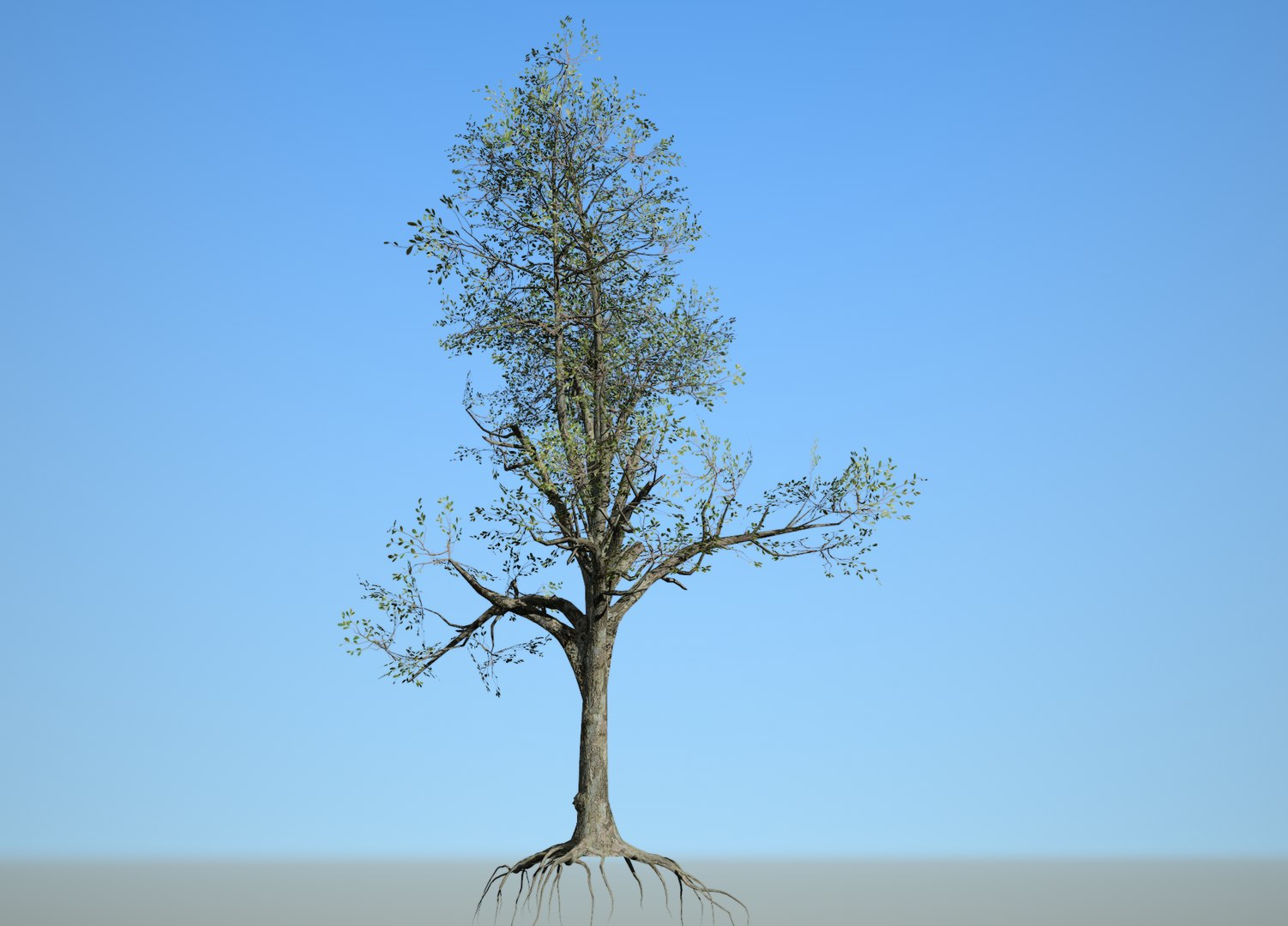 3D Broadleaf 005 Model - TurboSquid 1733513