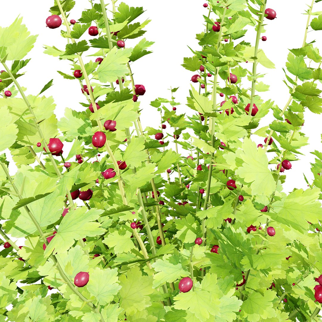 Realistic Flander Gooseberry Bush 3D Model - TurboSquid 2396881