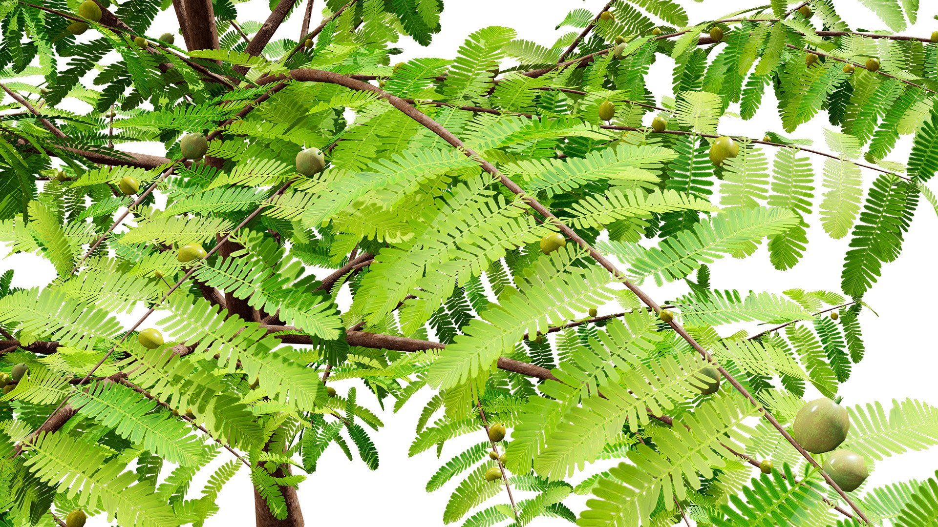 Realistic Flander Gooseberry Bush 3D Model - TurboSquid 2396881