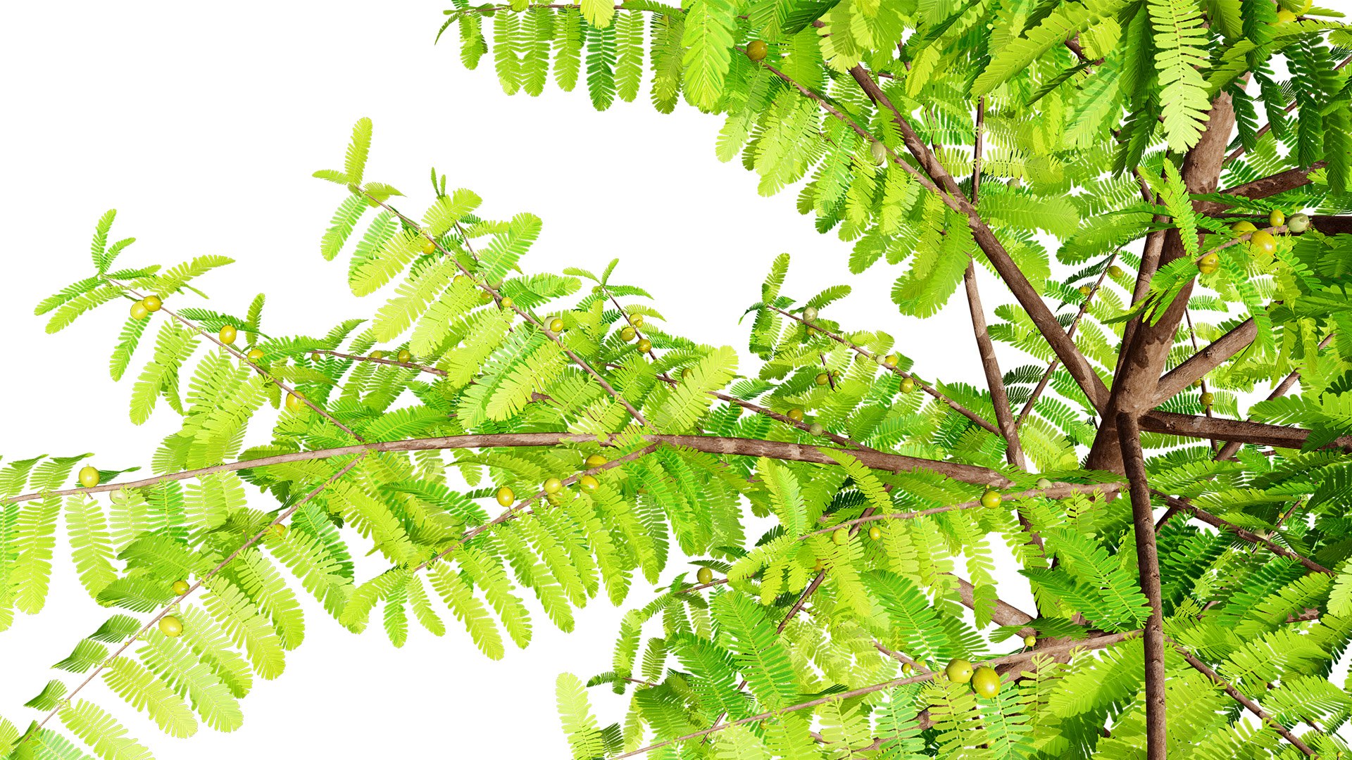 Realistic Flander Gooseberry Bush 3D Model - TurboSquid 2396881