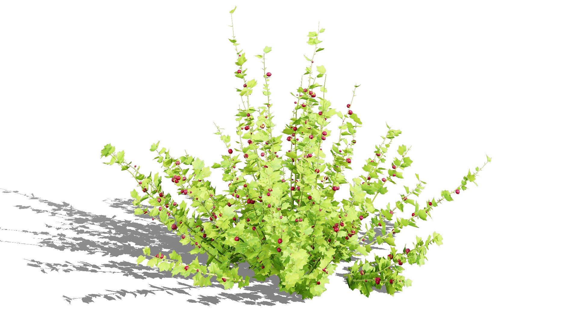 Realistic Flander Gooseberry Bush 3D Model - TurboSquid 2396881