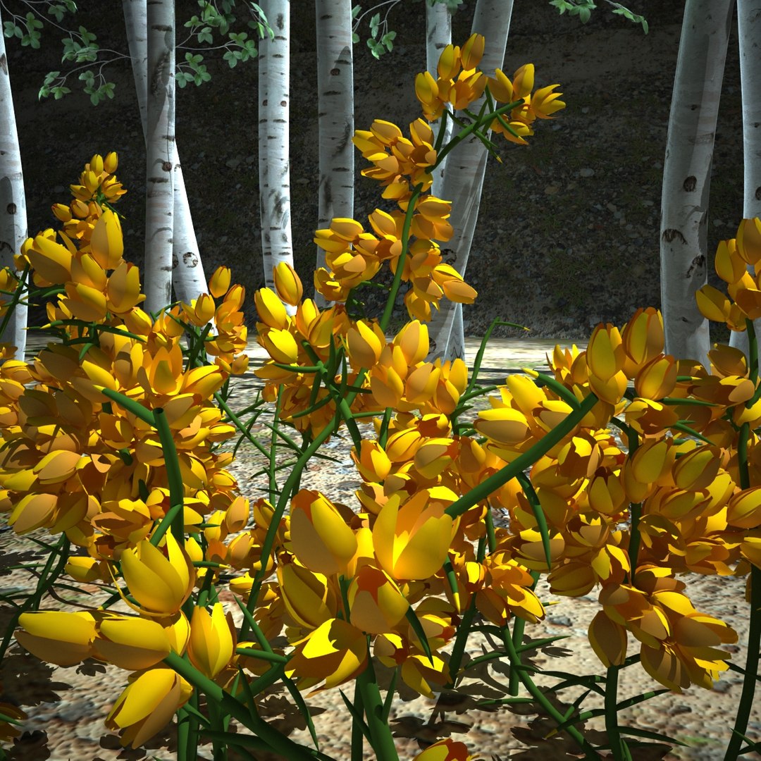 3d Gorse Flower