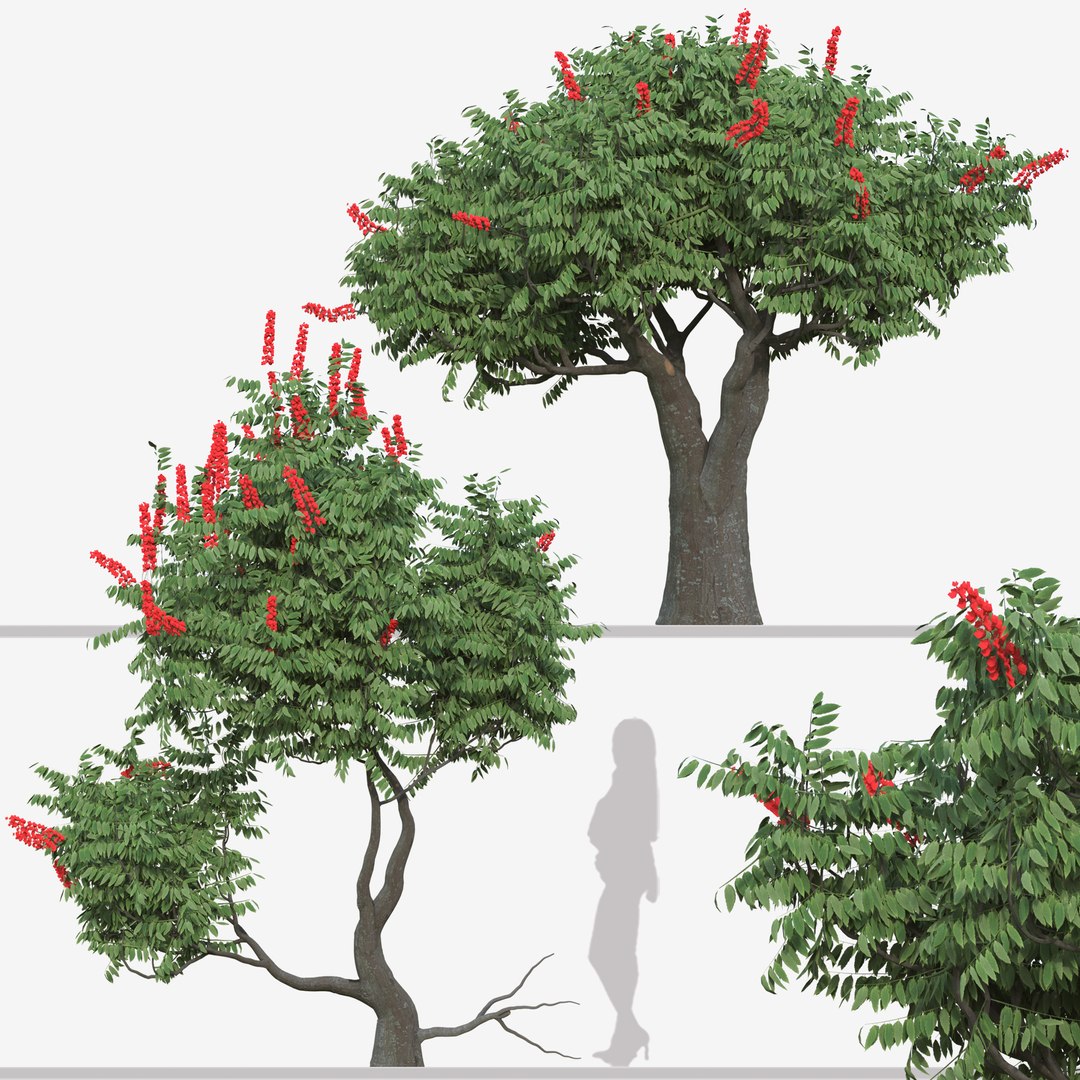 3D Model Set Of Rhus Typhina Or Dissecta Tree - TurboSquid 1968934