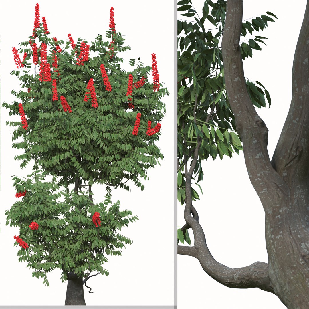 3D Model Set Of Rhus Typhina Or Dissecta Tree - TurboSquid 1968934