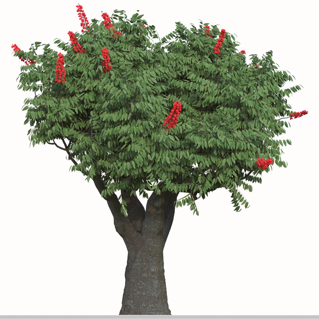 3D Model Set Of Rhus Typhina Or Dissecta Tree - TurboSquid 1968934