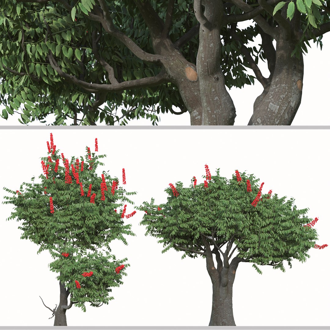 3D Model Set Of Rhus Typhina Or Dissecta Tree - TurboSquid 1968934