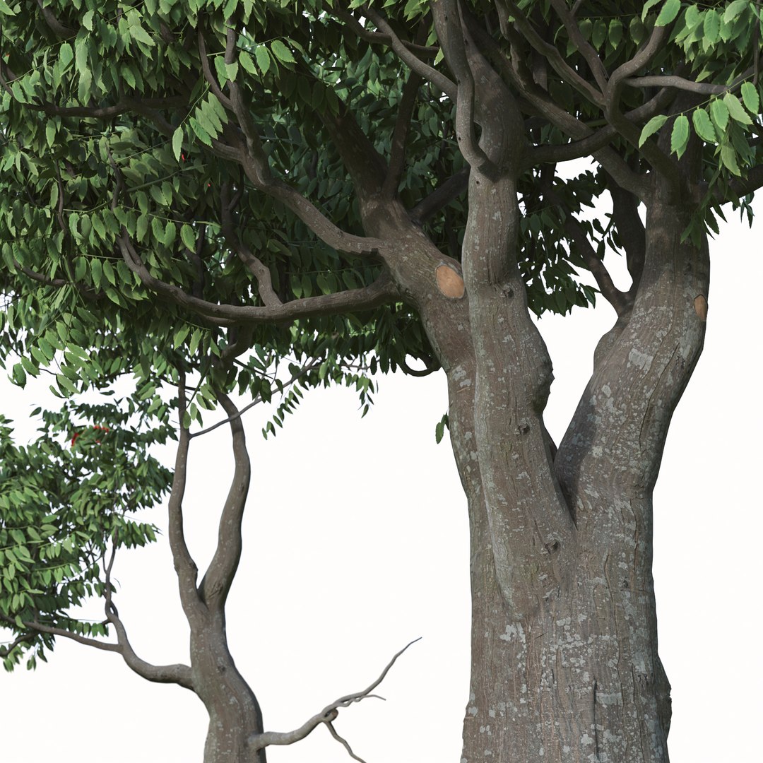 3D Model Set Of Rhus Typhina Or Dissecta Tree - TurboSquid 1968934