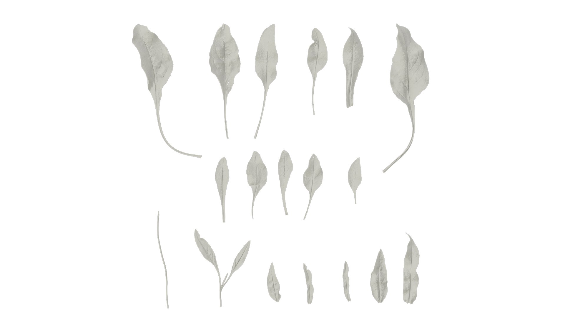 Anydrafts Penstemon Digitalis Leaf 01 Textures 3D Model - TurboSquid ...