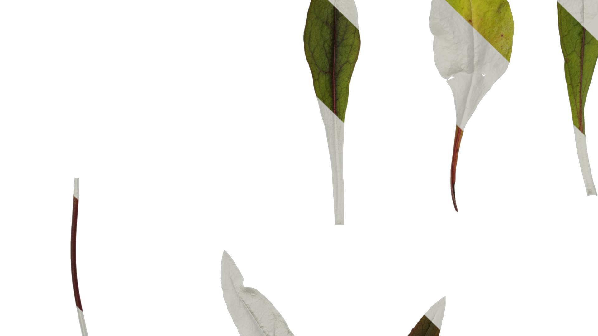 Anydrafts Penstemon Digitalis Leaf 01 Textures 3D Model - TurboSquid ...