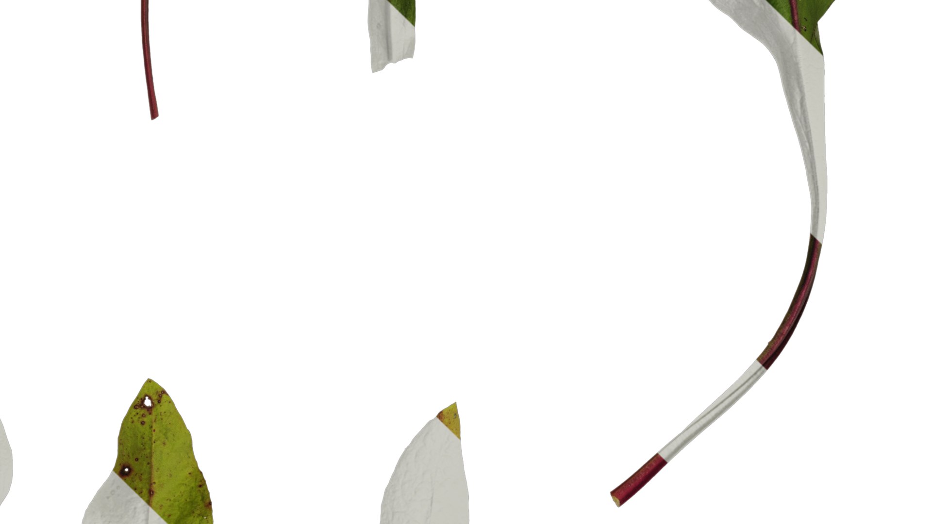 Anydrafts Penstemon Digitalis Leaf 01 Textures 3D Model - TurboSquid ...