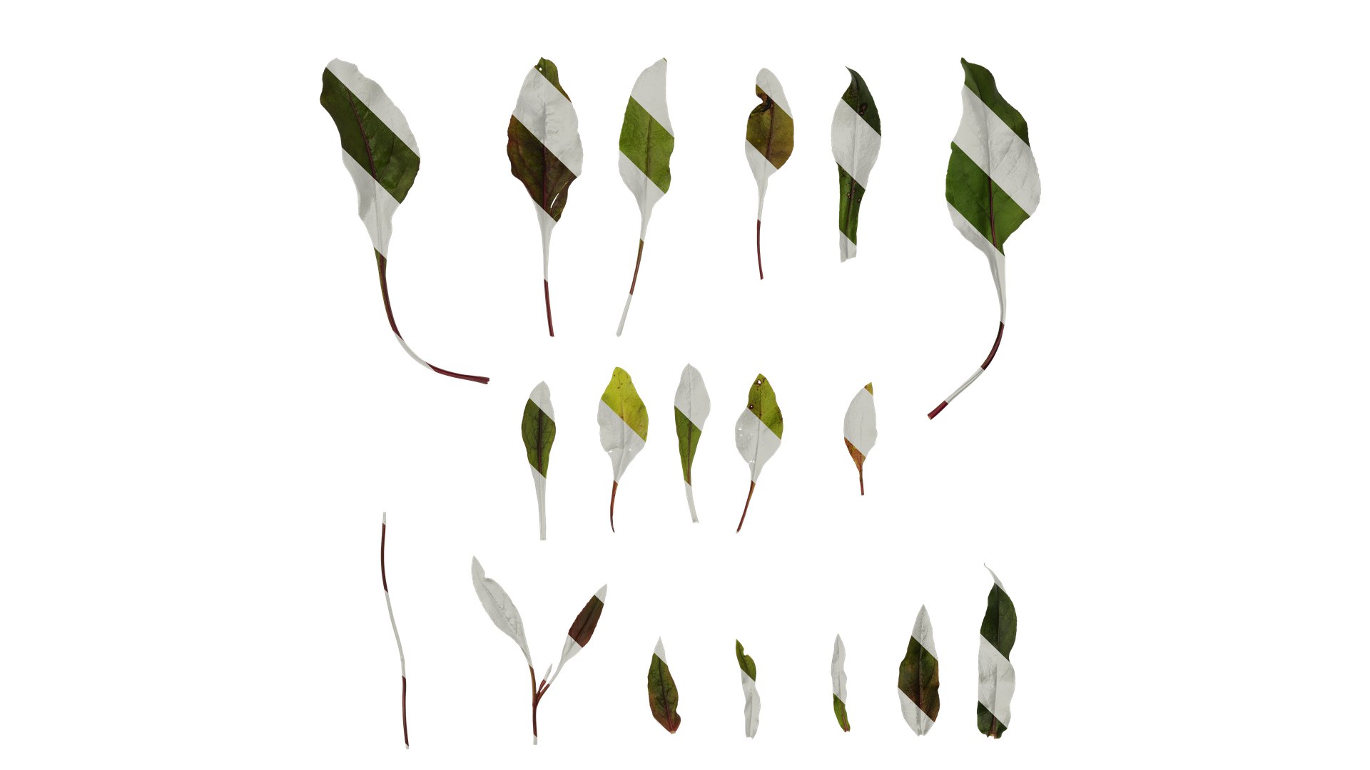 Anydrafts Penstemon Digitalis Leaf 01 Textures 3D Model - TurboSquid ...