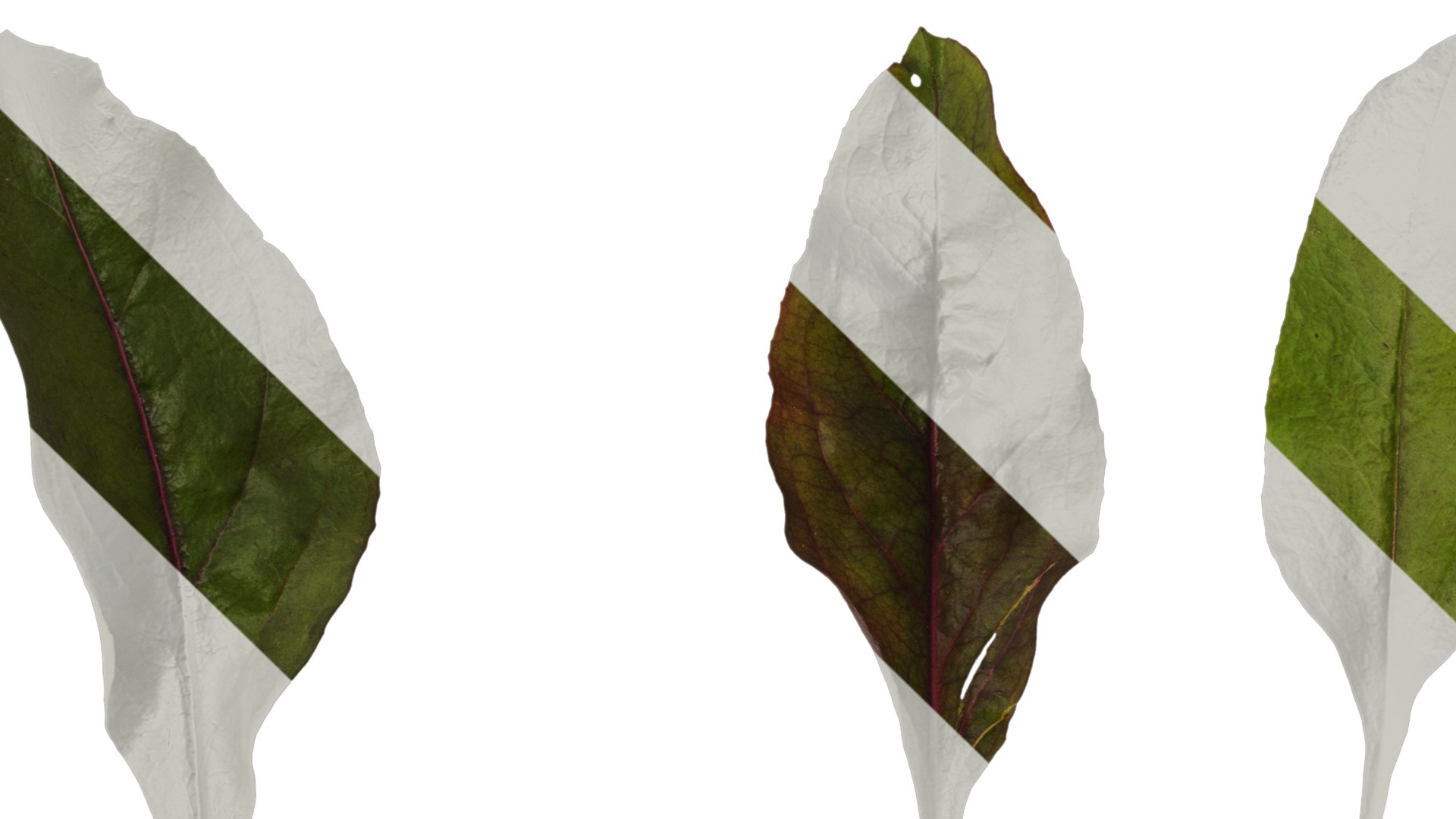 Anydrafts Penstemon Digitalis Leaf 01 Textures 3D Model - TurboSquid ...