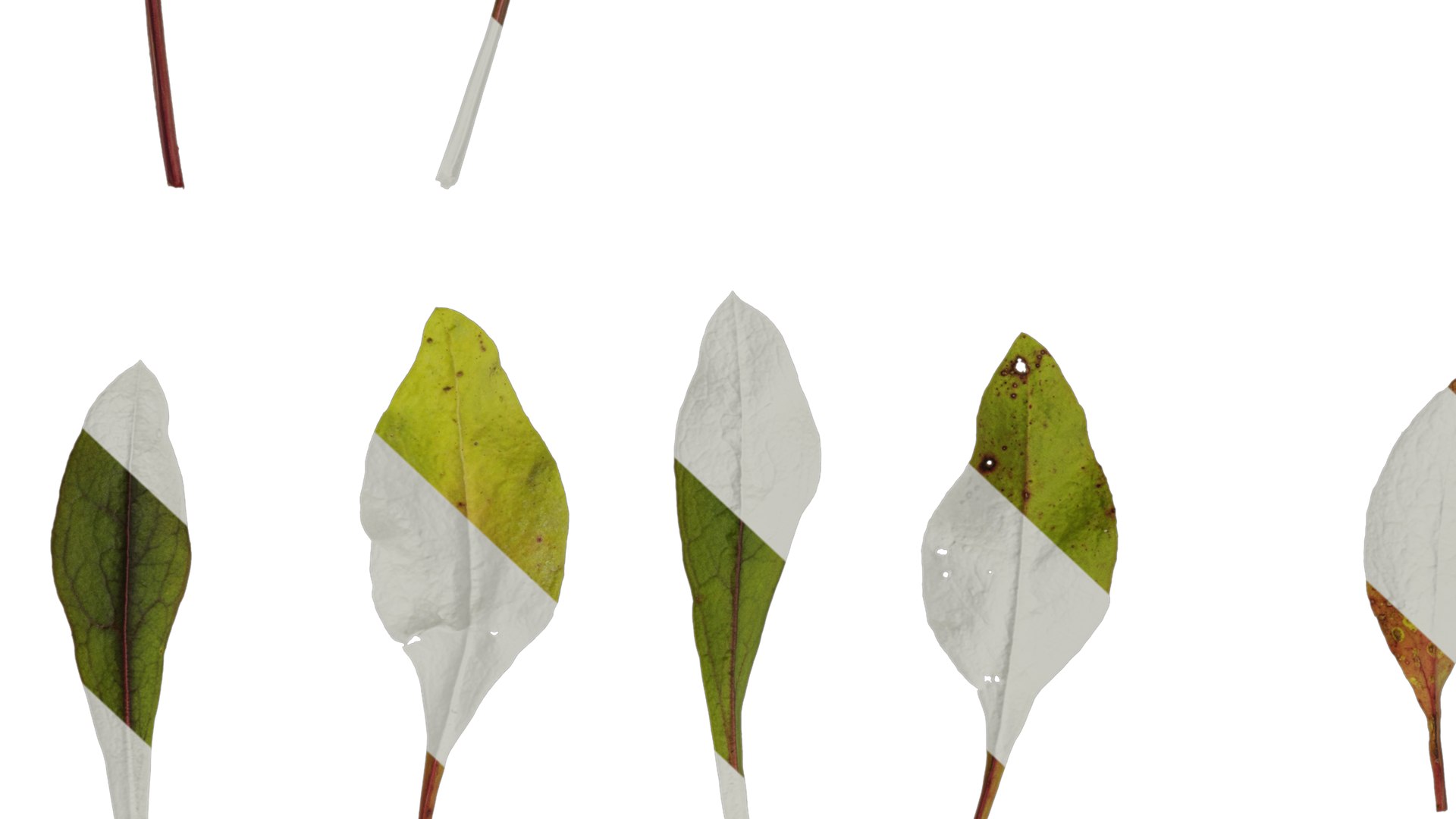 Anydrafts Penstemon Digitalis Leaf 01 Textures 3D Model - TurboSquid ...