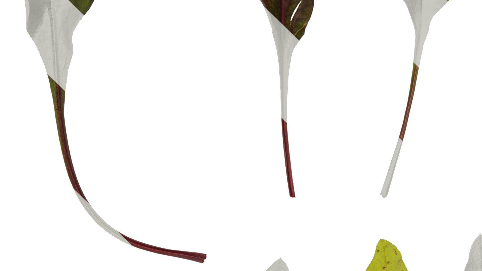 Anydrafts Penstemon Digitalis Leaf 01 Textures 3D Model - TurboSquid ...