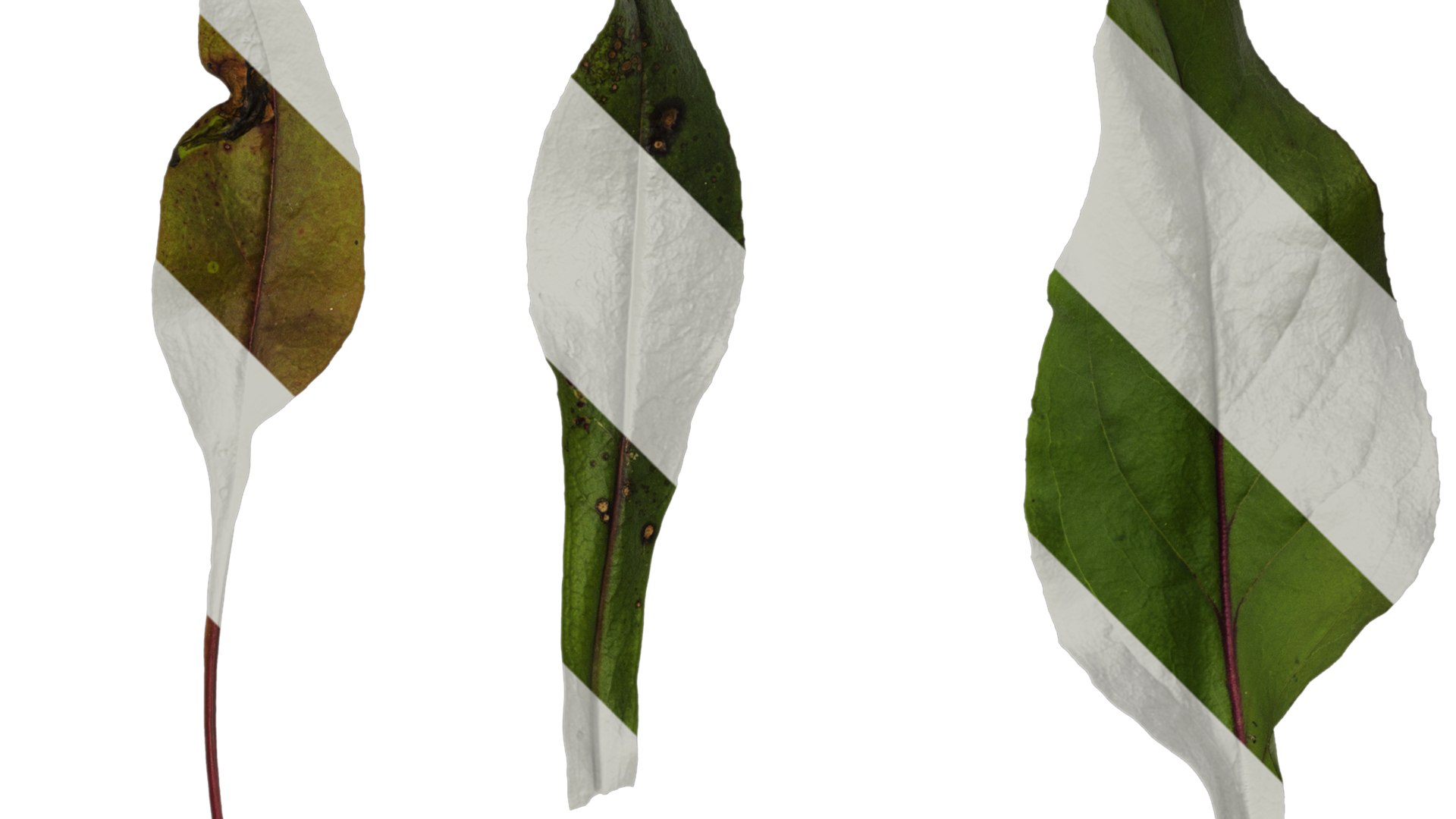 Anydrafts Penstemon Digitalis Leaf 01 Textures 3D Model - TurboSquid ...