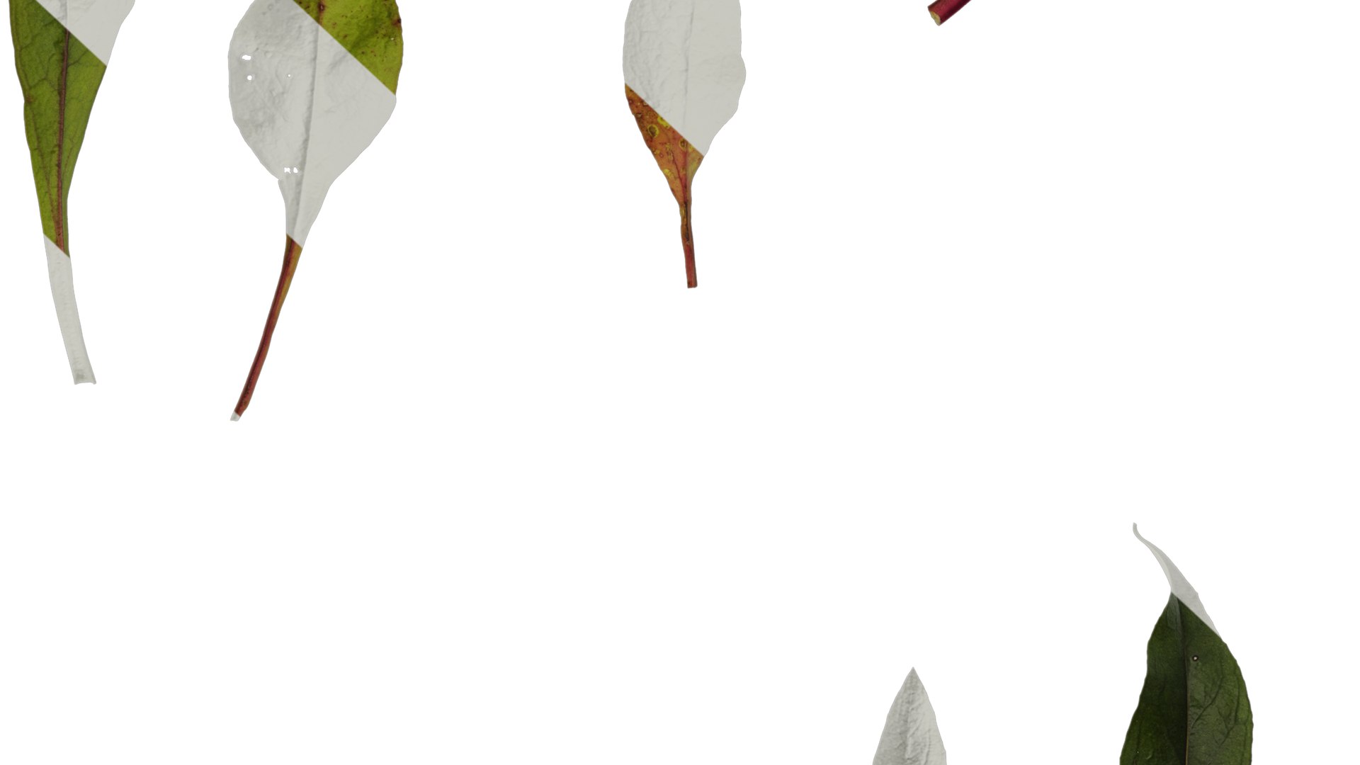 Anydrafts Penstemon Digitalis Leaf 01 Textures 3D Model - TurboSquid ...