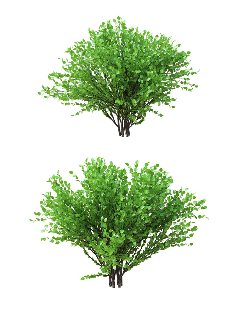 max set 10 shrubs