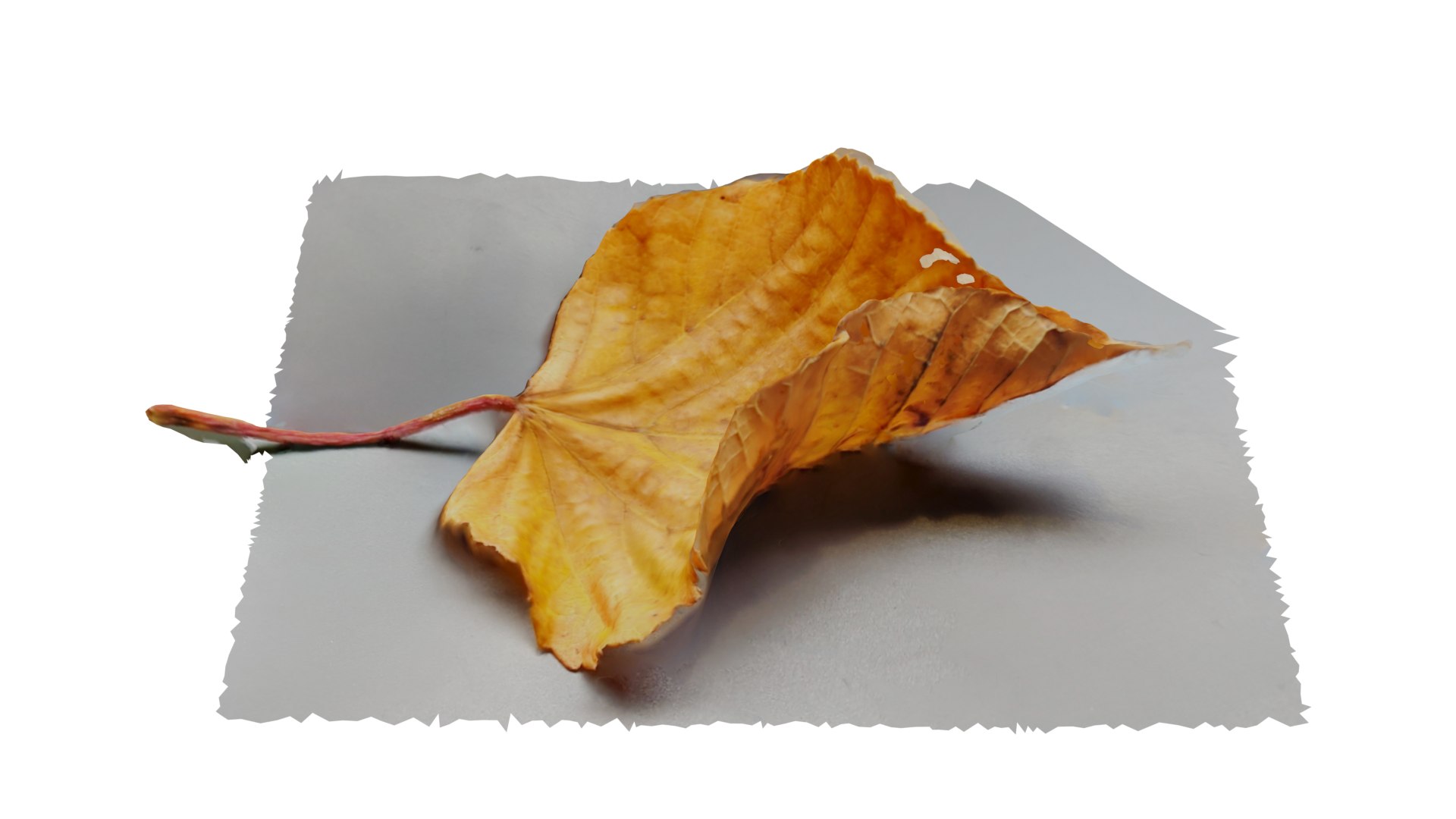 Leaf On Table 3D Model - TurboSquid 2009656