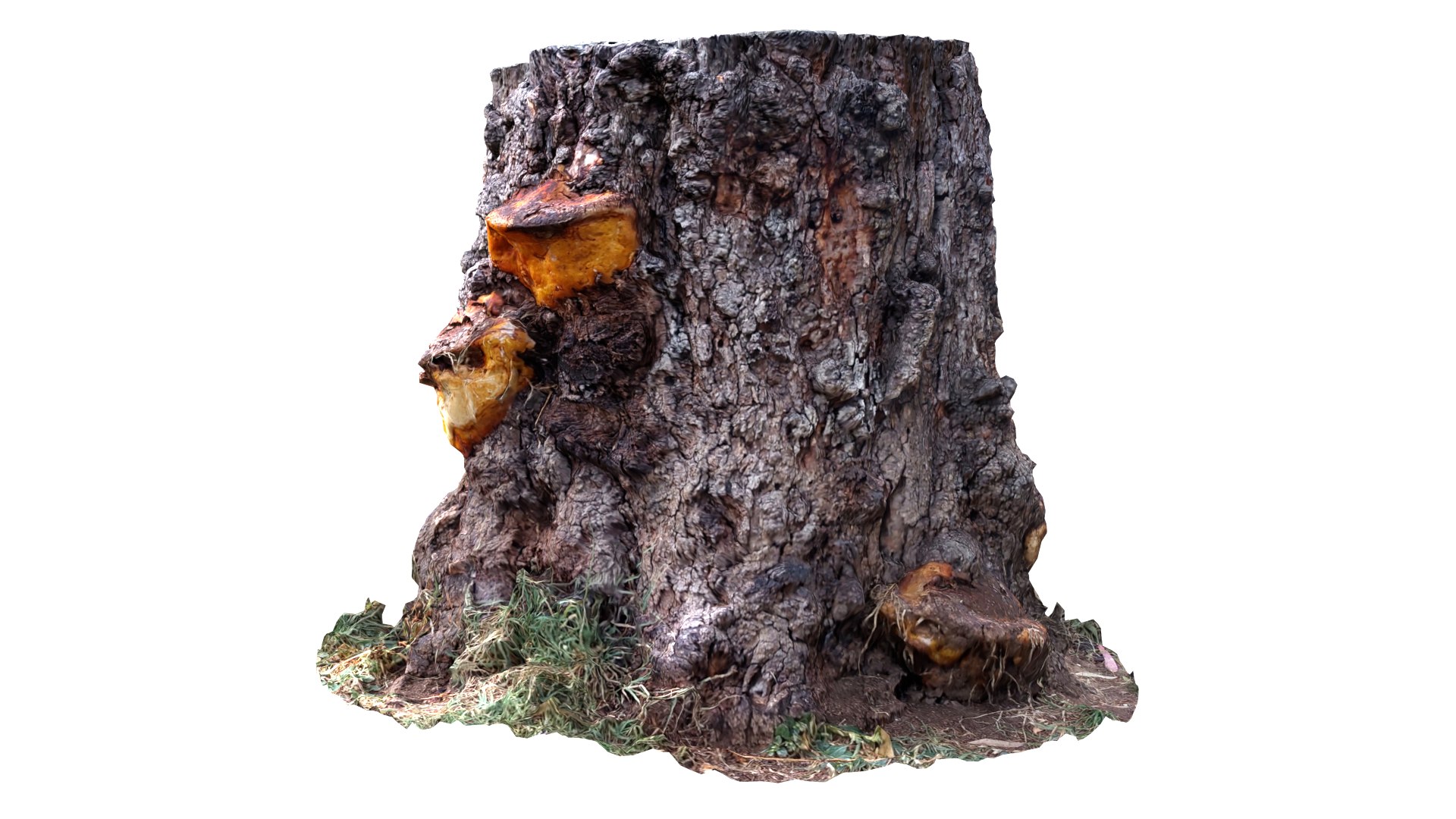 3D Model Tree Stump 5 - TurboSquid 2015654
