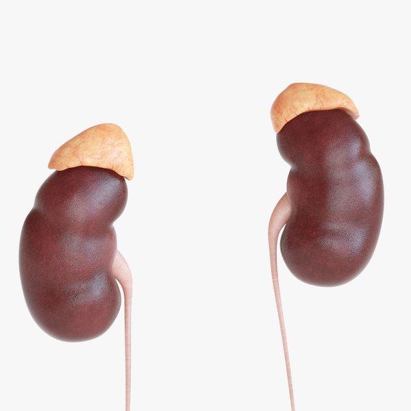 Ovulation cycle 3D model - TurboSquid 1358383