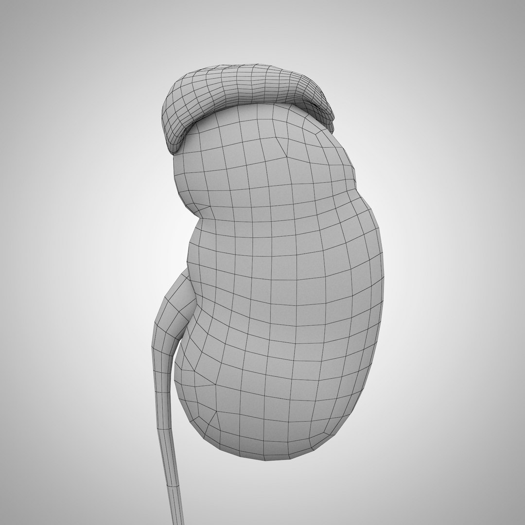 Human kidneys 3D model - TurboSquid 1175500
