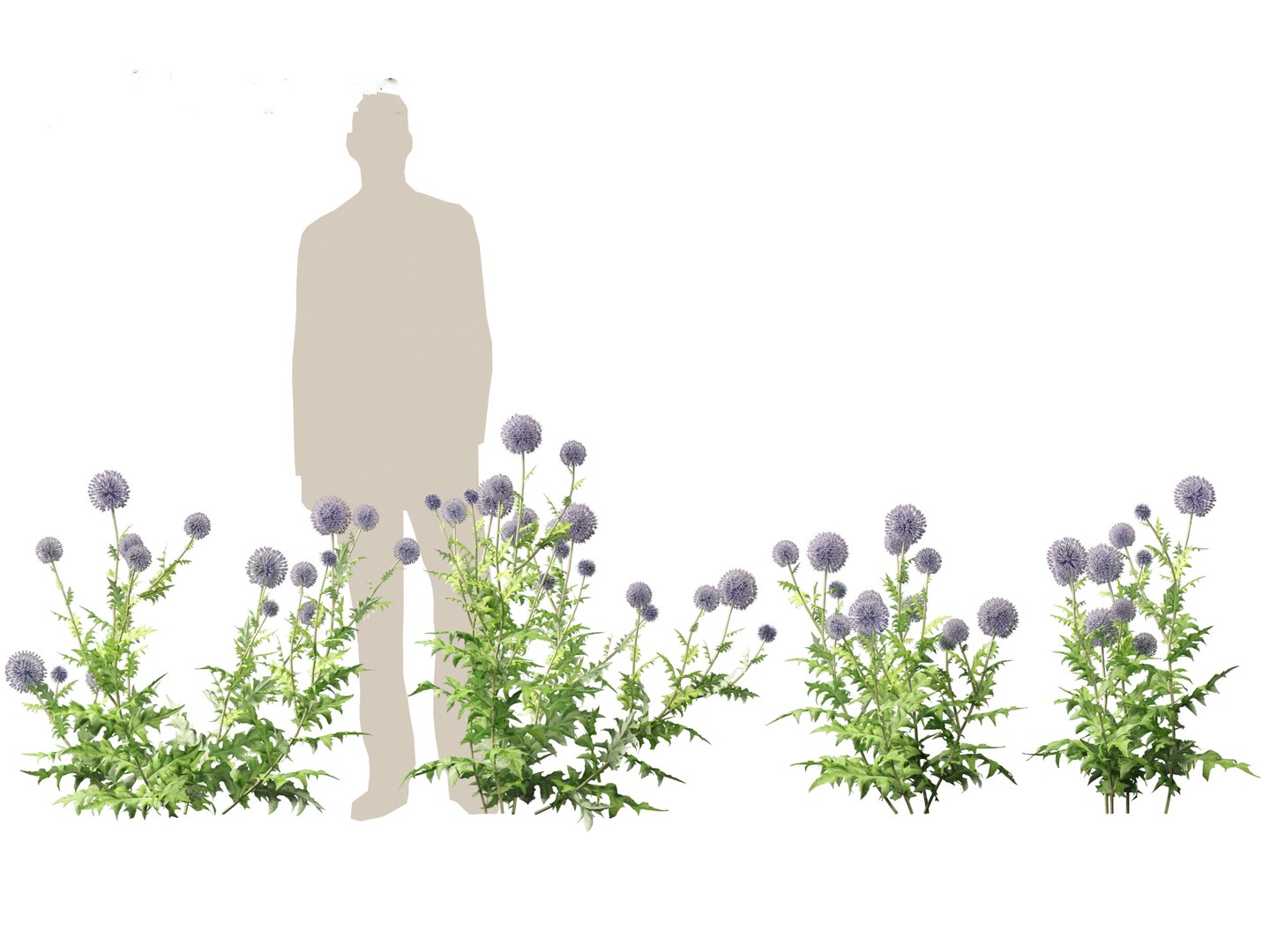 3D Echinops banaticus - Blue globe-thistle model - TurboSquid 2127629