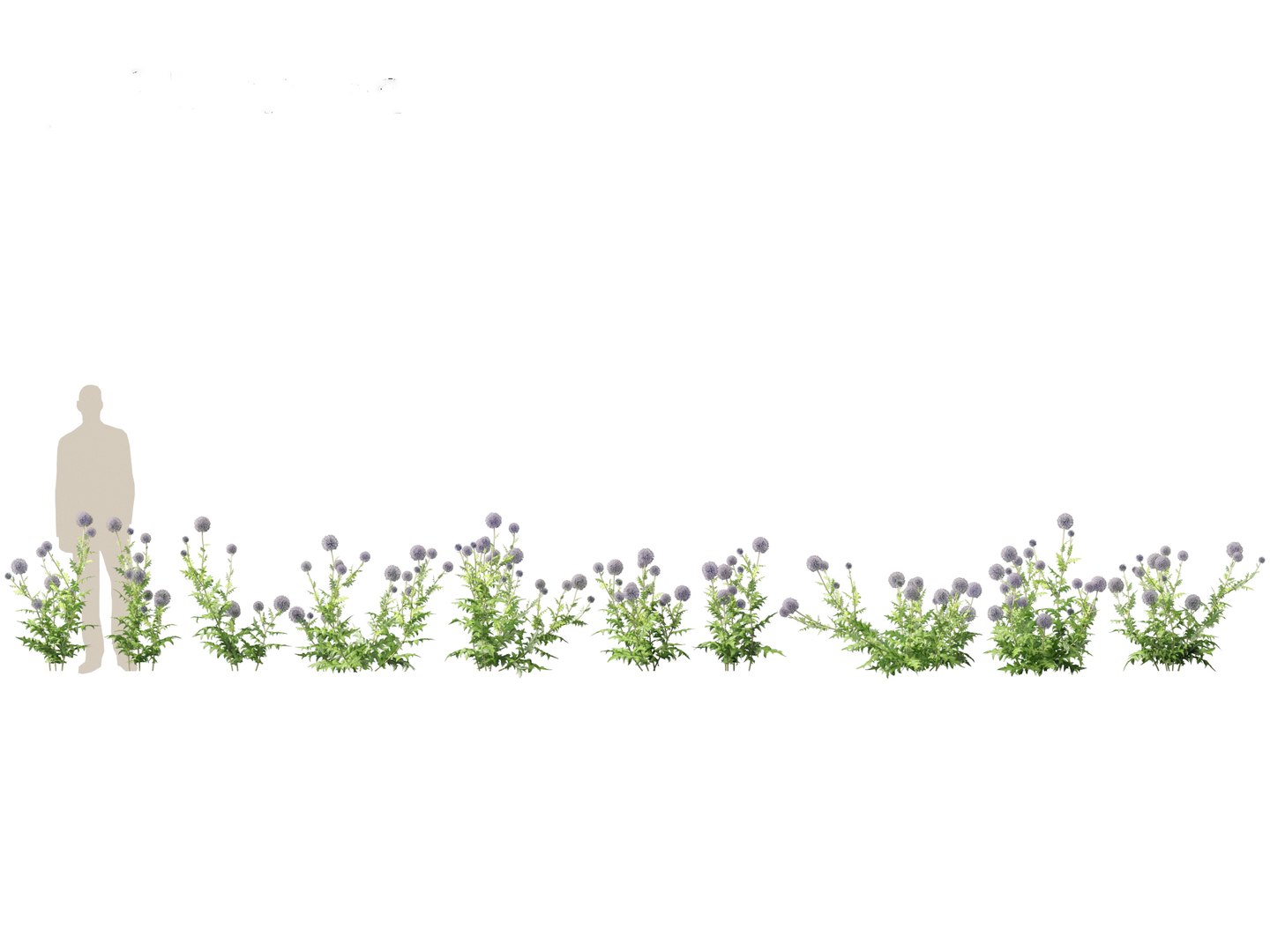 3D Echinops Banaticus - Blue Globe-thistle Model - TurboSquid 2127629