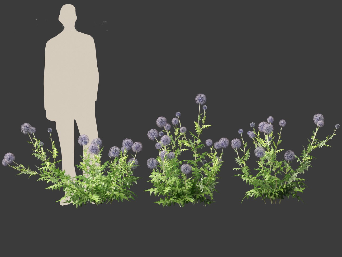 3D Echinops Banaticus - Blue Globe-thistle Model - TurboSquid 2127629