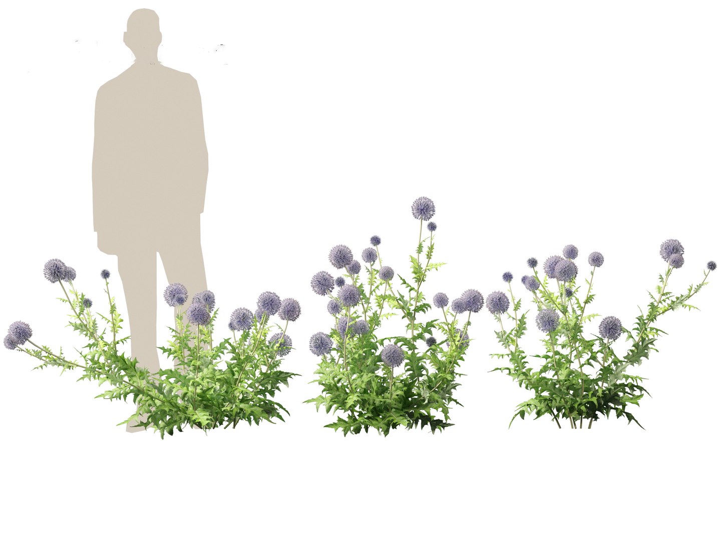 3D Echinops banaticus - Blue globe-thistle model - TurboSquid 2127629