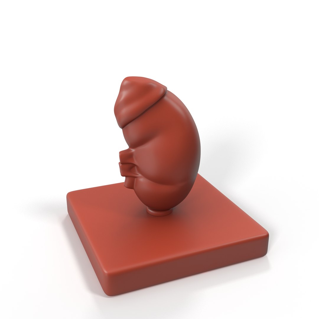 Kidney Inside Medical Model For 3D Print 3D Model - TurboSquid 2349689