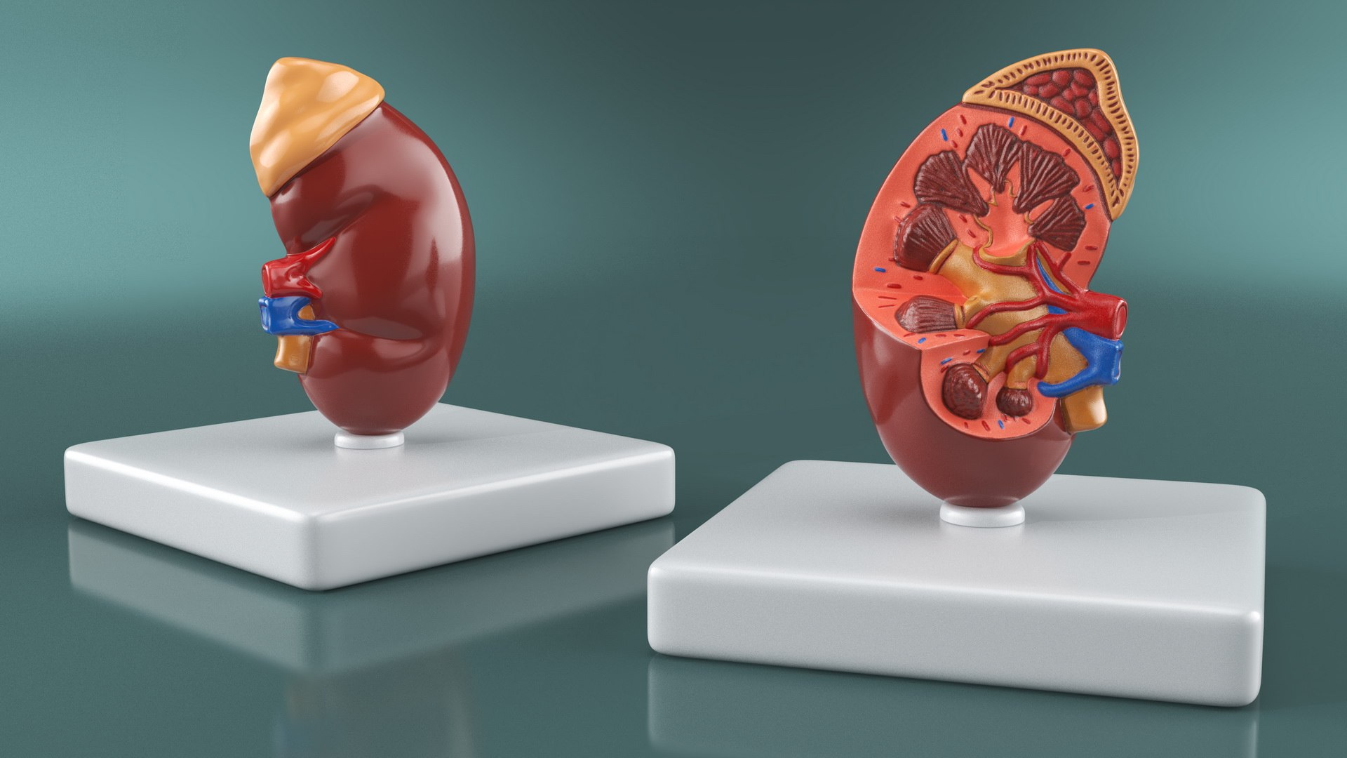 Kidney Inside Medical Model For 3D Print 3D Model - TurboSquid 2349689
