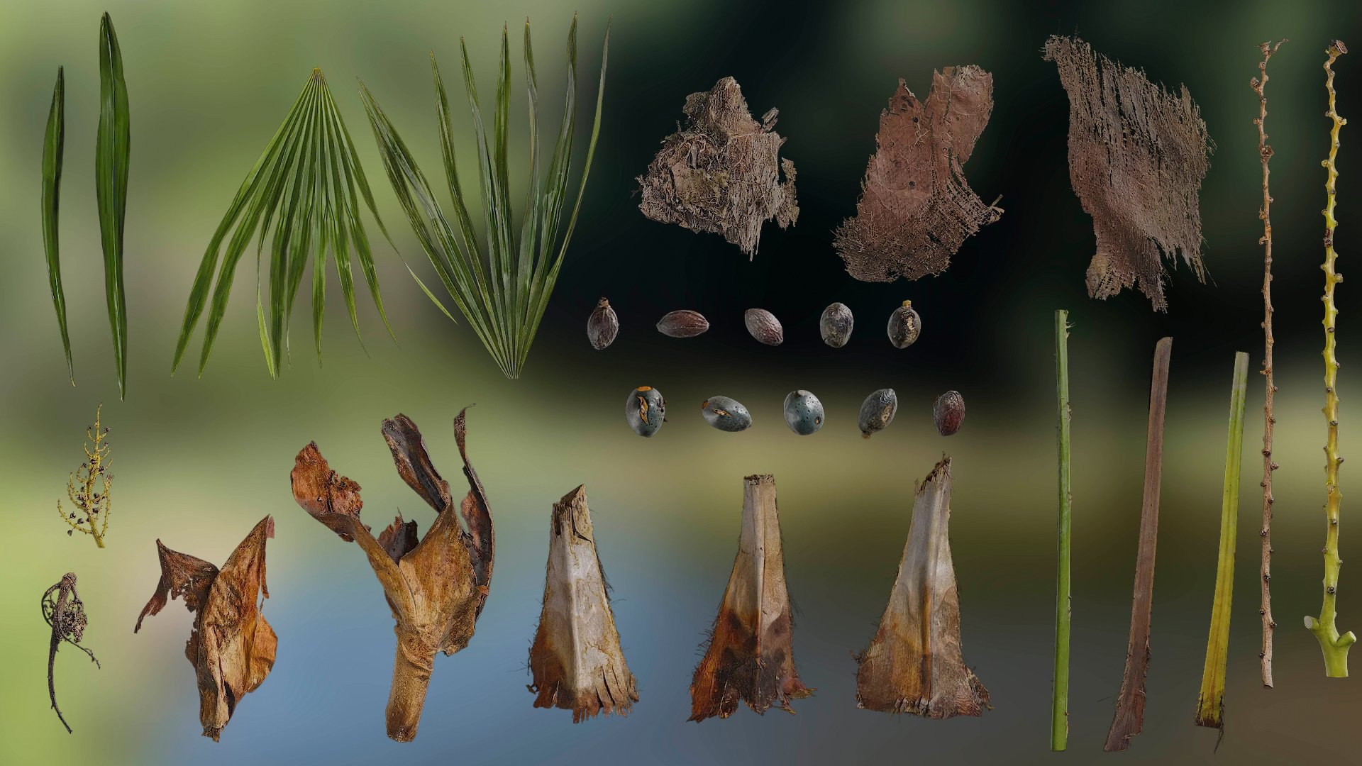 3D Trachycarpus Fortunei Atlas Texture Pack - TurboSquid 2315678