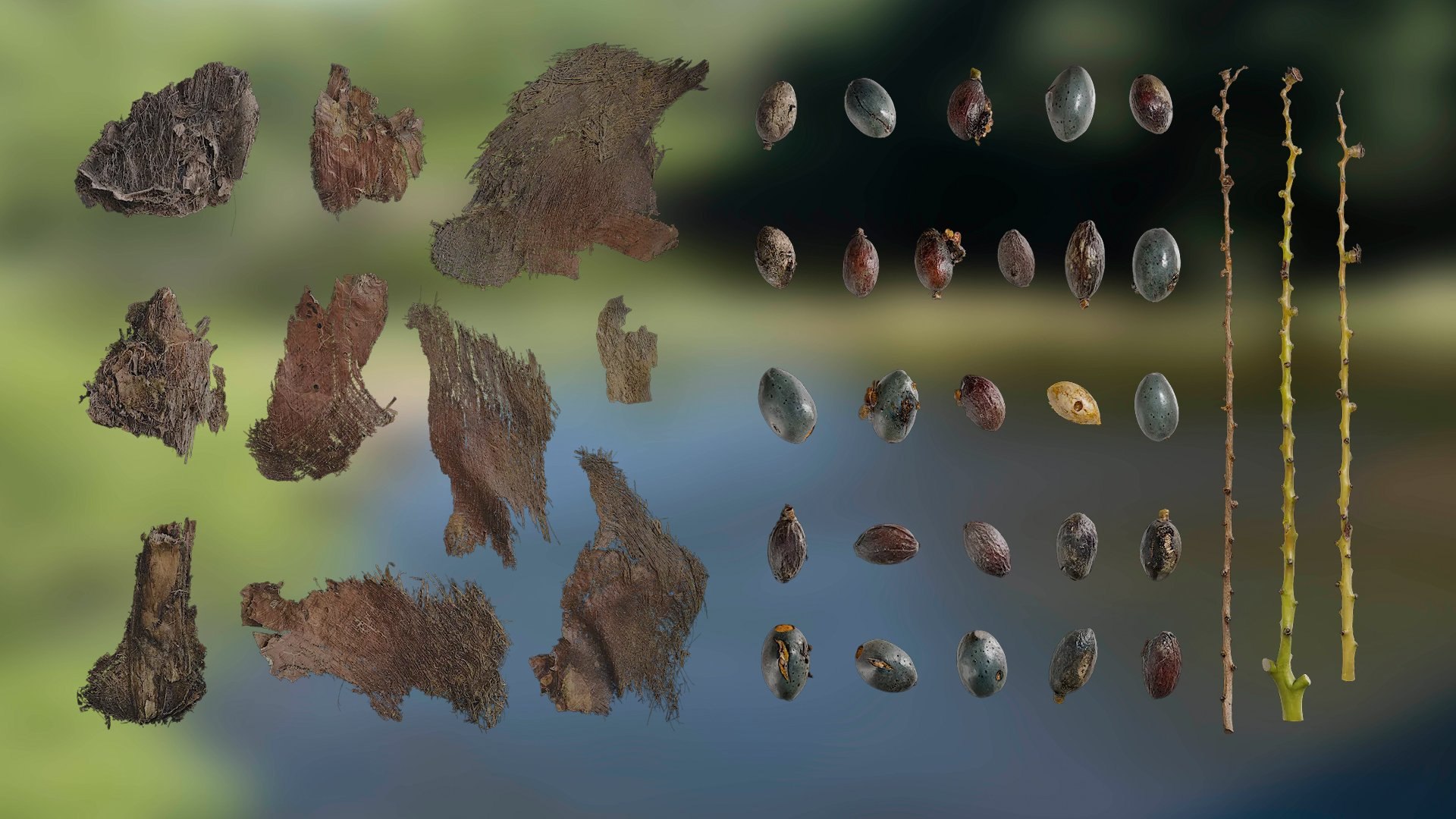 3D Trachycarpus Fortunei Atlas Texture Pack - TurboSquid 2315678