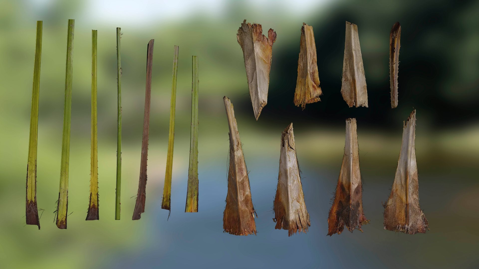 3D Trachycarpus Fortunei Atlas Texture Pack - TurboSquid 2315678