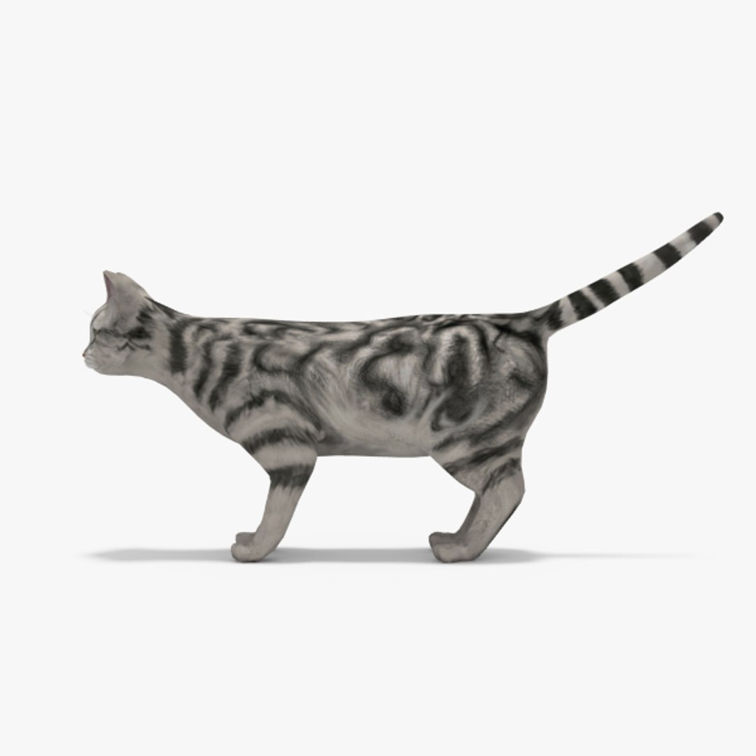 Cat 3d Max
