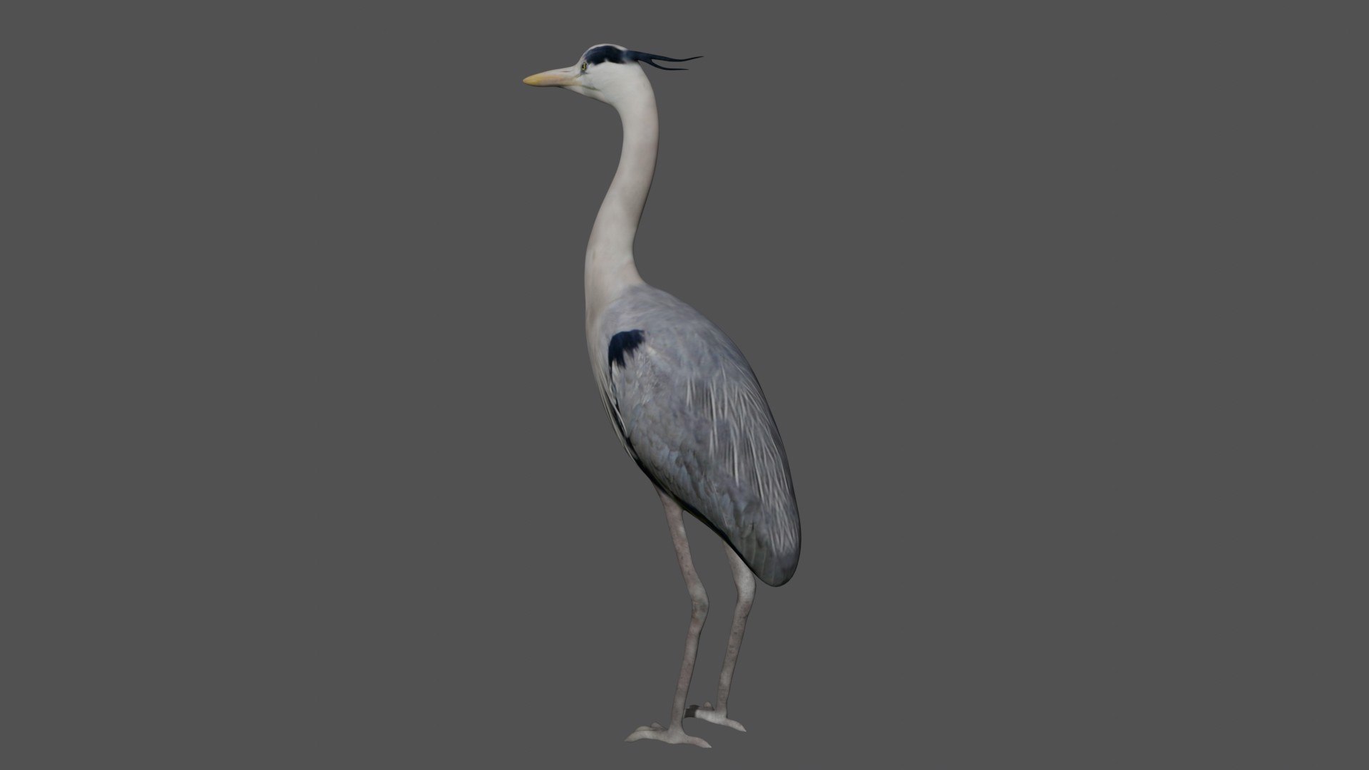 Heron Bird 3D - TurboSquid 1745188