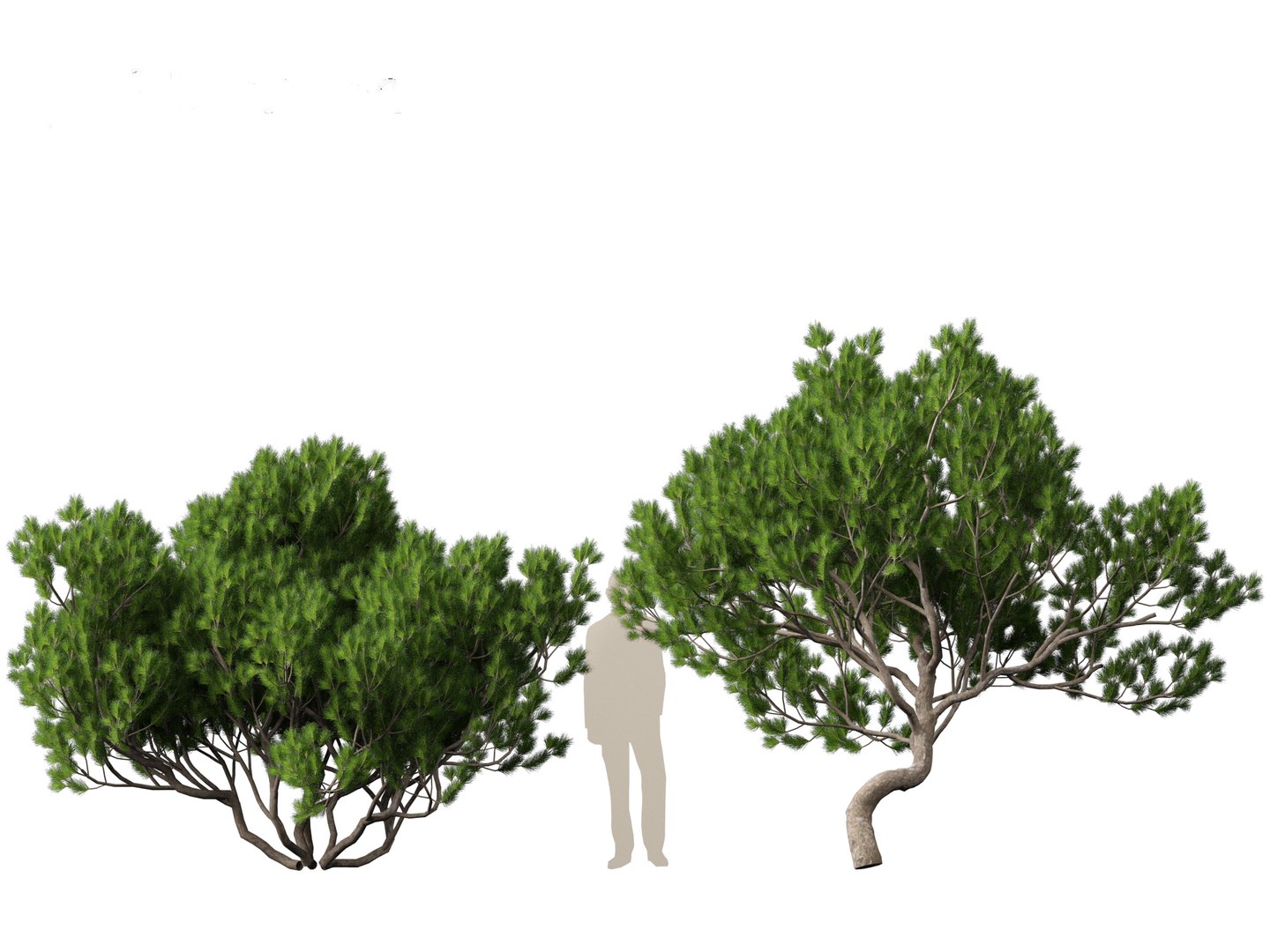 Pinus Mugo - Swiss Mountain Pine 3D Model - TurboSquid 2141665