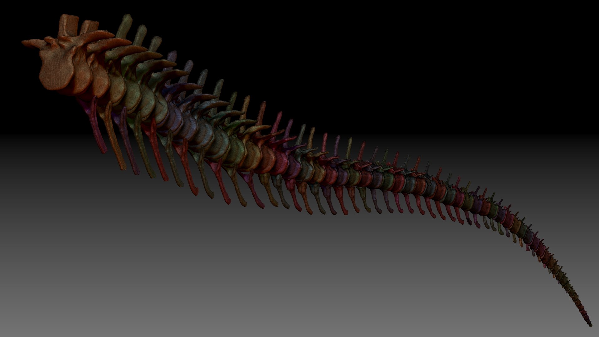 Spinosaurus Tail Skeletons Set 3D Model - TurboSquid 1714697