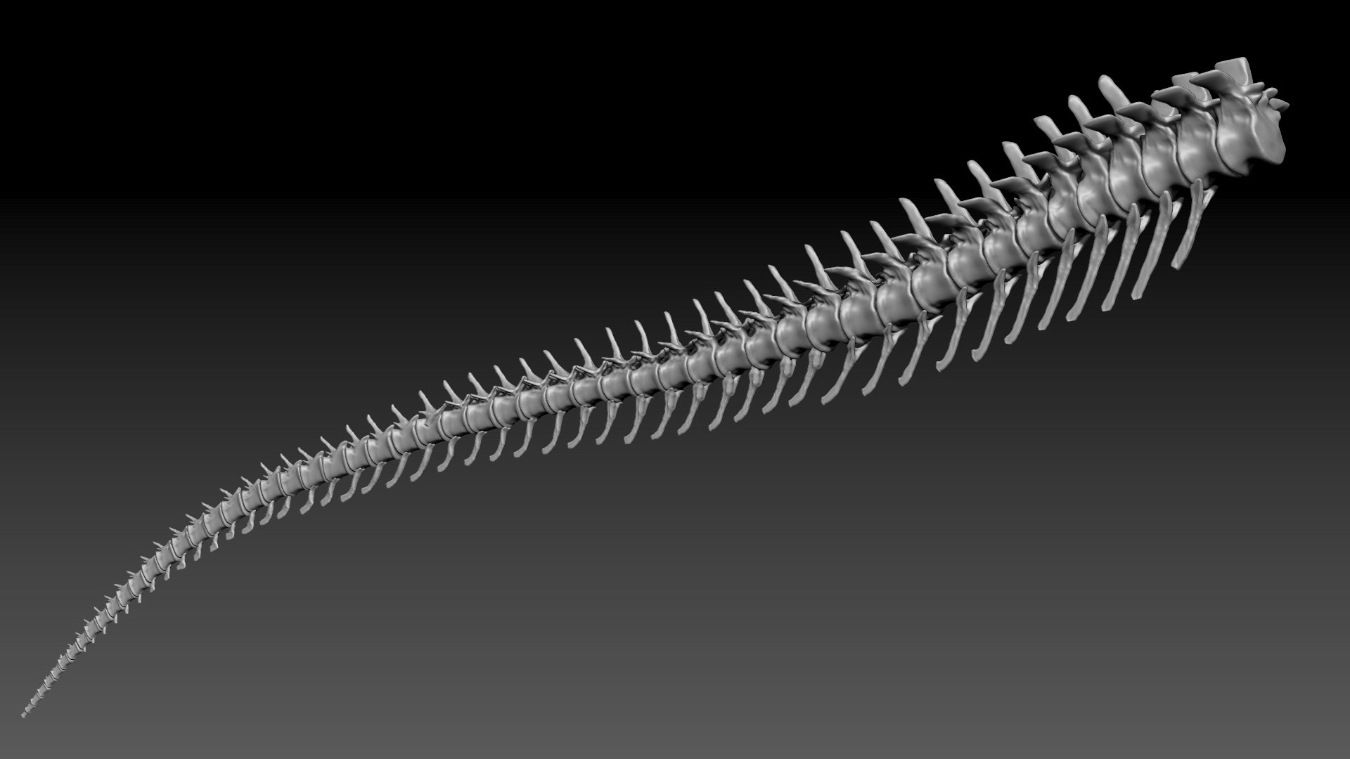 Spinosaurus Tail Skeletons Set 3D Model - TurboSquid 1714697