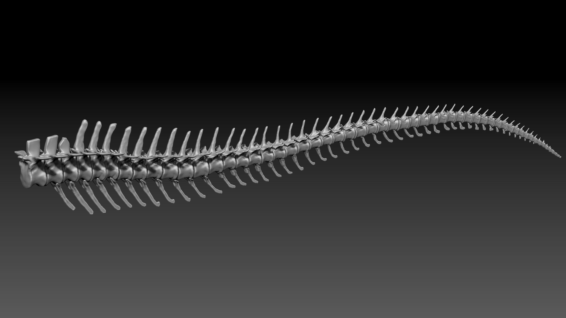 Spinosaurus Tail Skeletons Set 3D Model - TurboSquid 1714697
