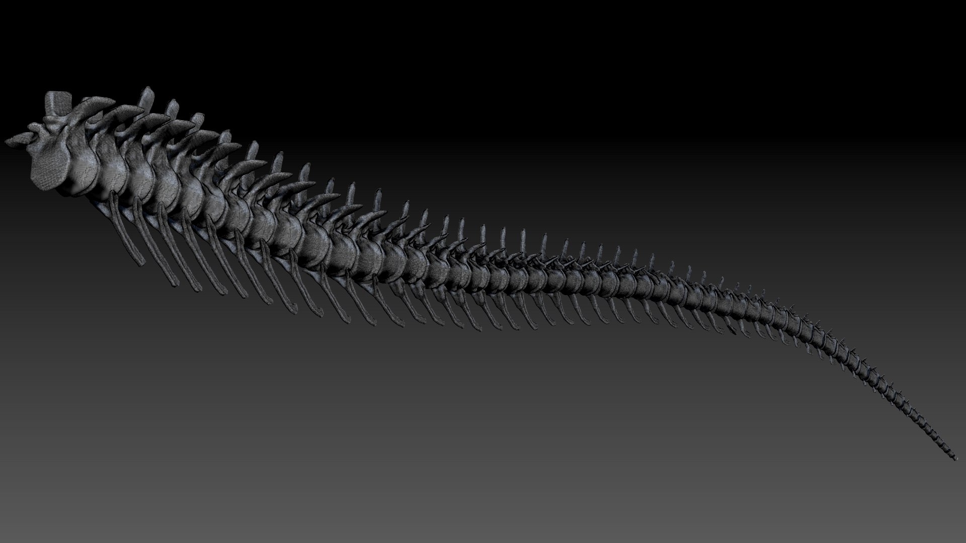 Spinosaurus Tail Skeletons Set 3D Model - TurboSquid 1714697