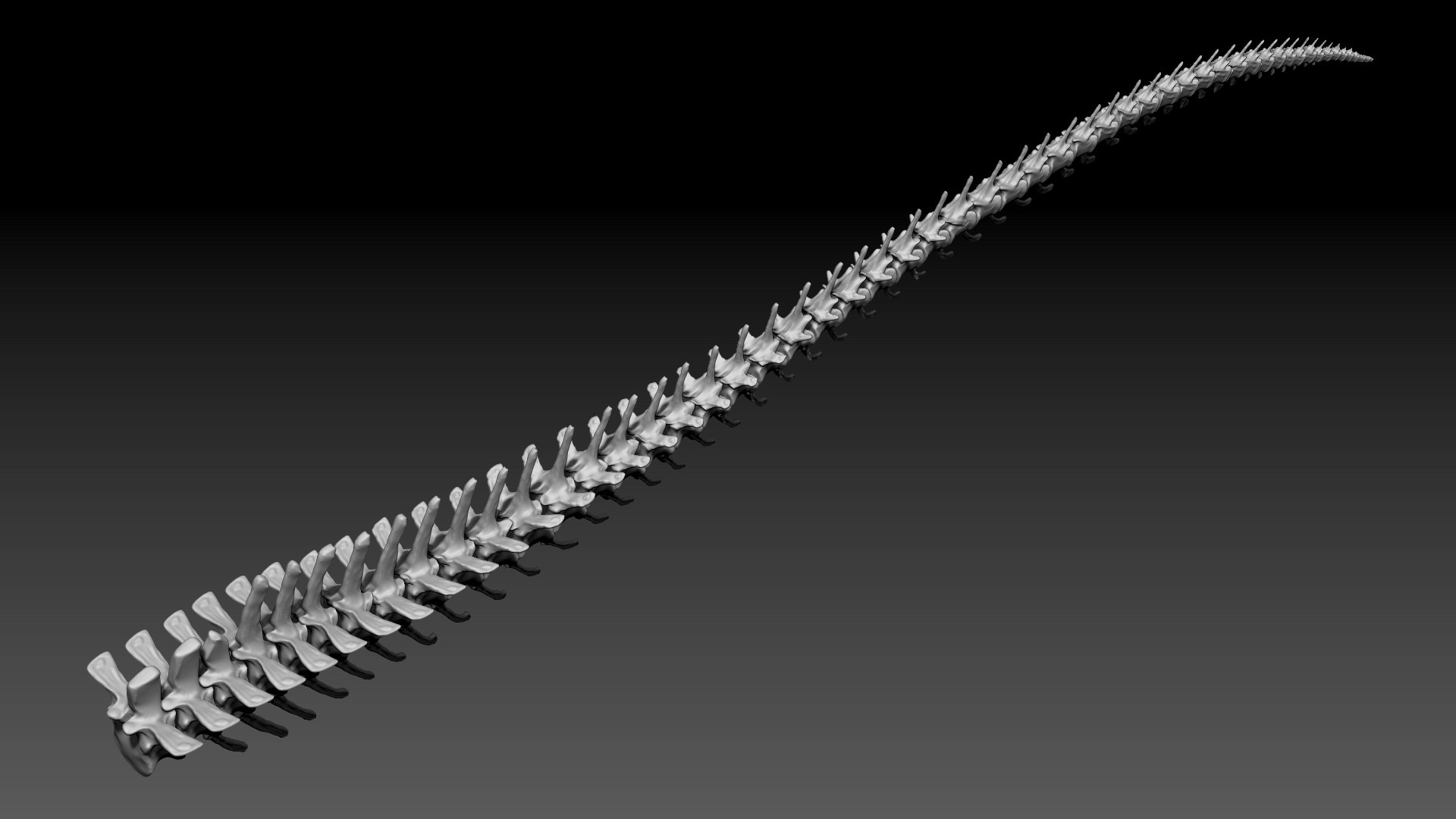 Spinosaurus Tail Skeletons Set 3D Model - TurboSquid 1714697