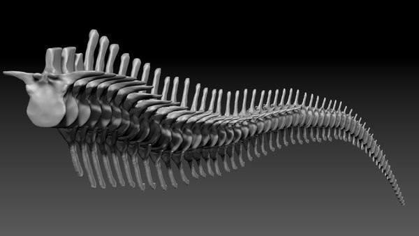 Spinosaurus Tail Skeletons Set 3D model - TurboSquid 1714697