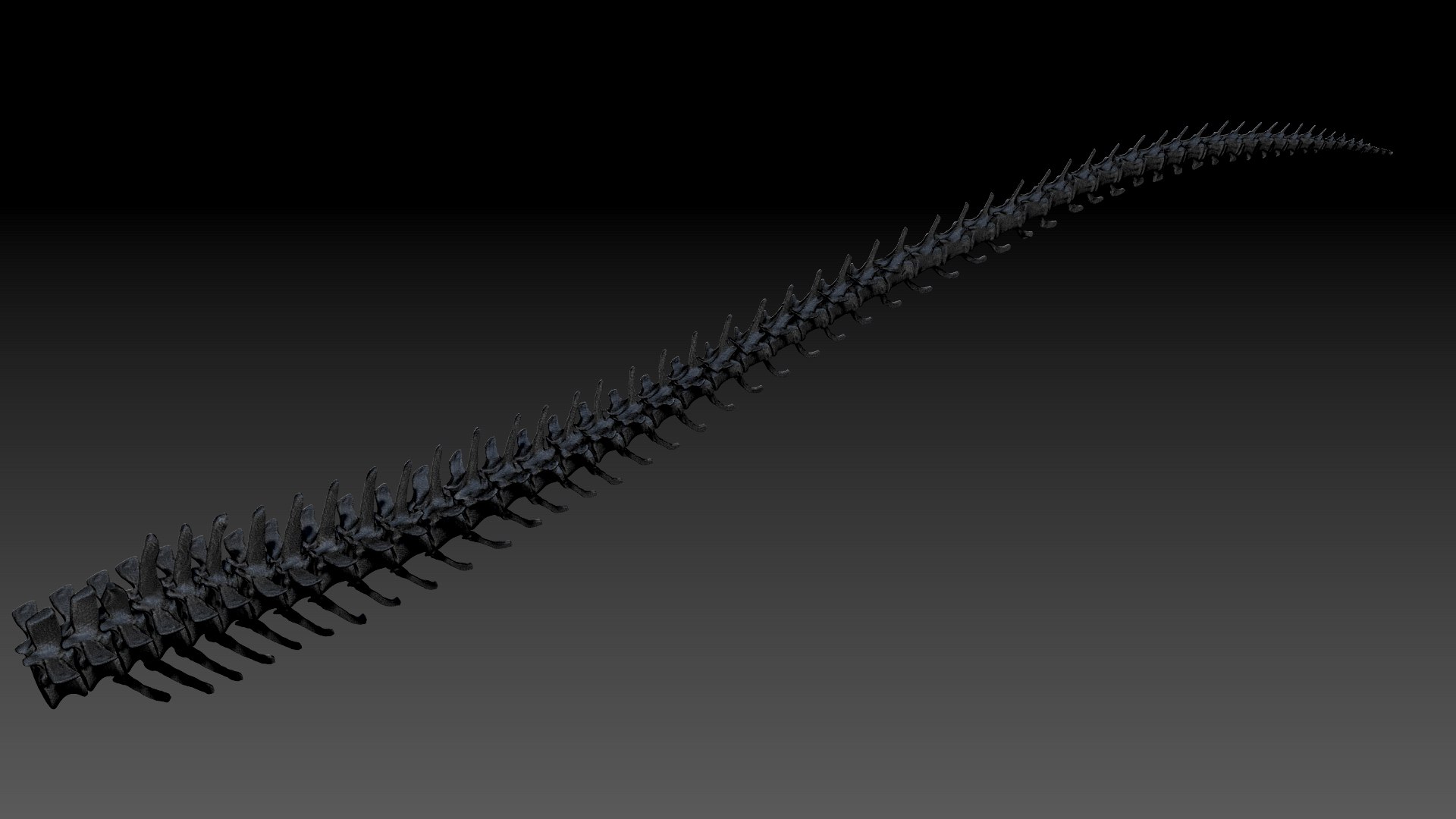 Spinosaurus Tail Skeletons Set 3D Model - TurboSquid 1714697