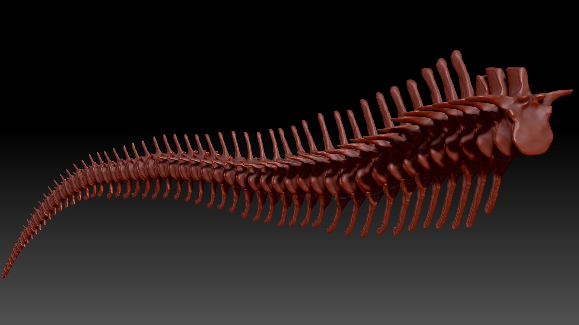 Spinosaurus Tail Skeletons Set 3D Model - TurboSquid 1714697