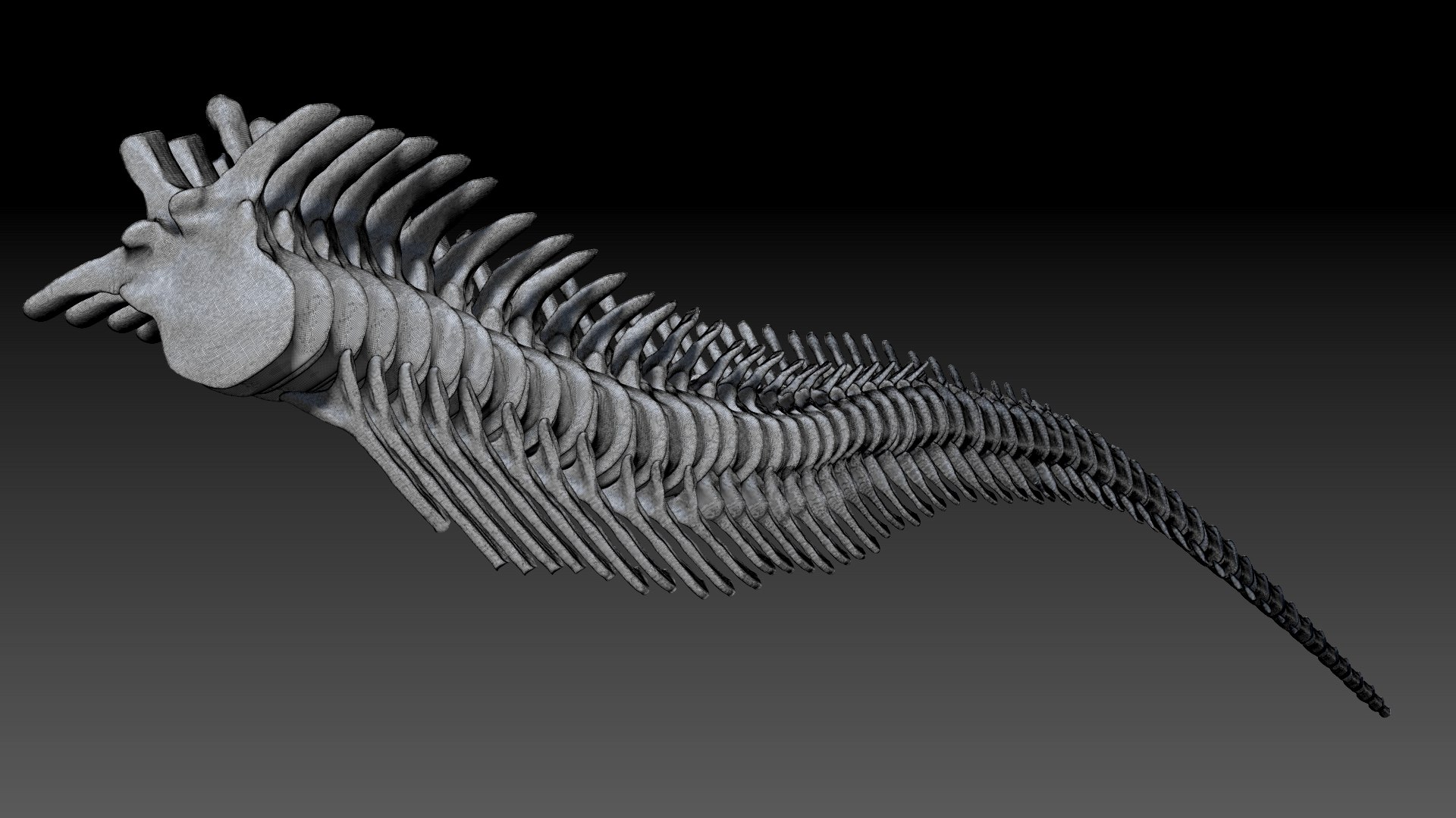 Spinosaurus Tail Skeletons Set 3D Model - TurboSquid 1714697