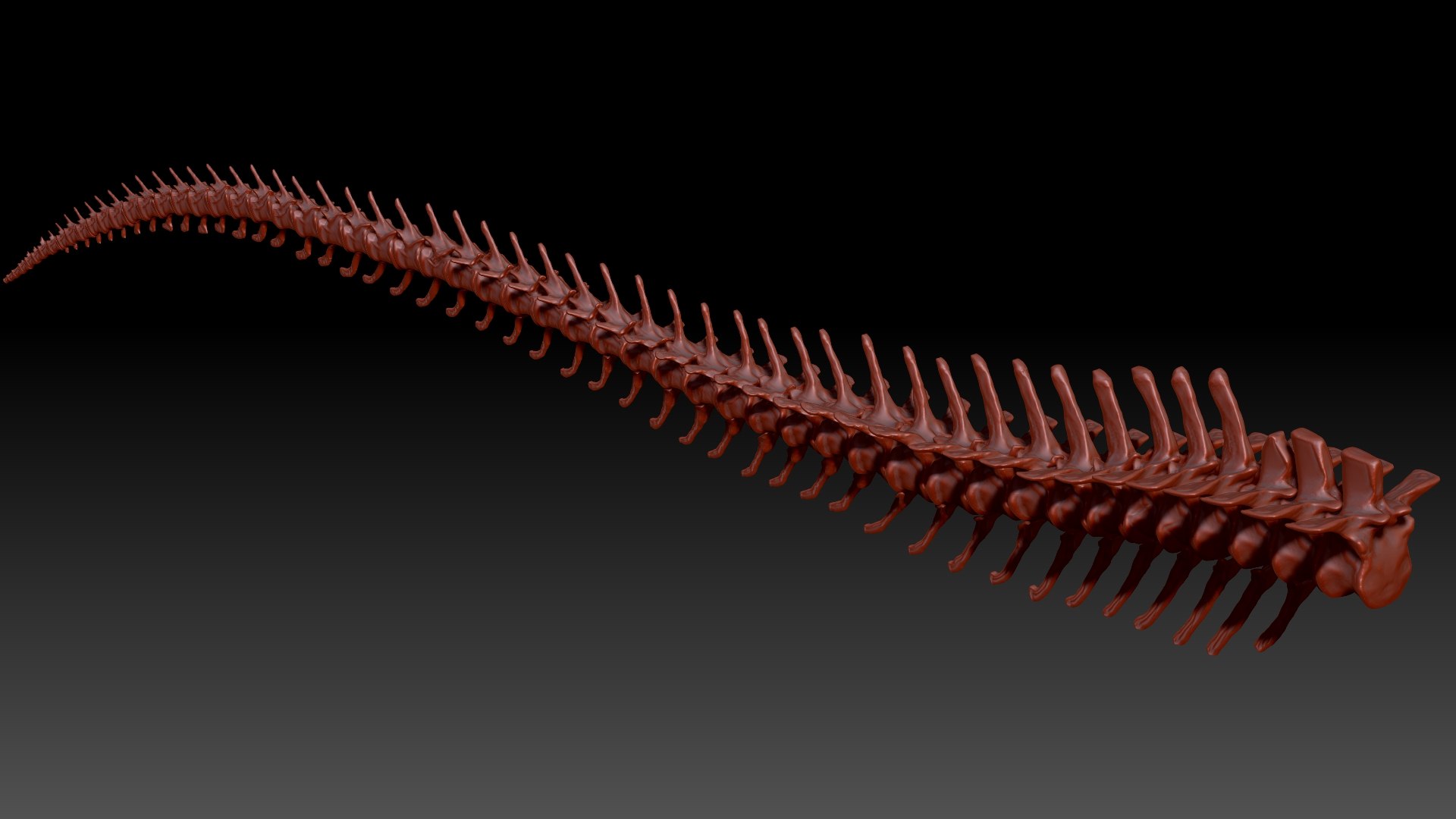 Spinosaurus Tail Skeletons Set 3D Model - TurboSquid 1714697