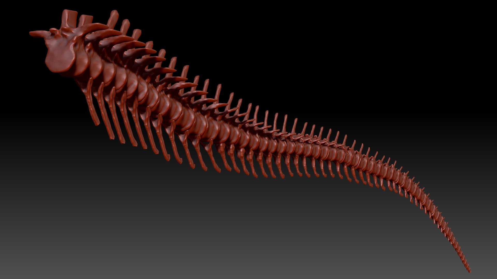 Spinosaurus Tail Skeletons Set 3D Model - TurboSquid 1714697