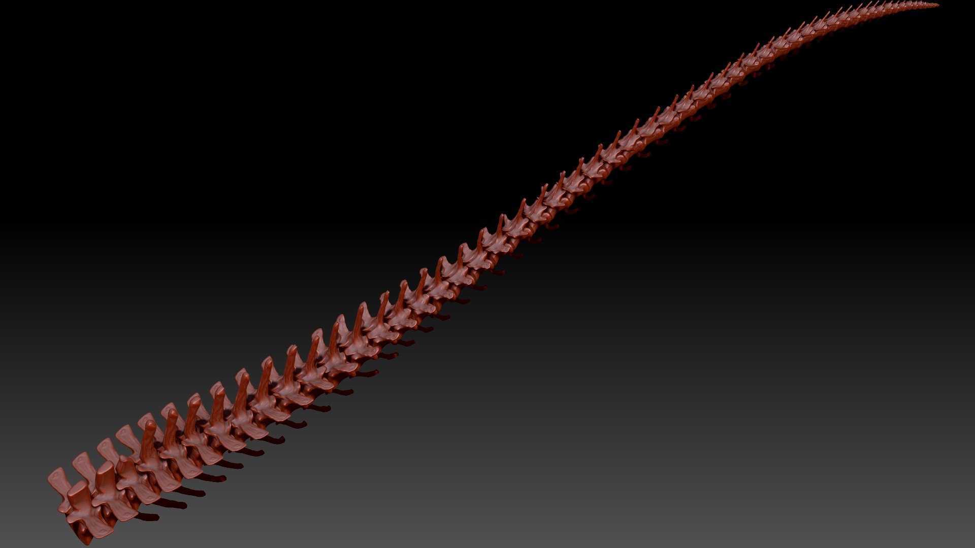Spinosaurus Tail Skeletons Set 3D Model - TurboSquid 1714697